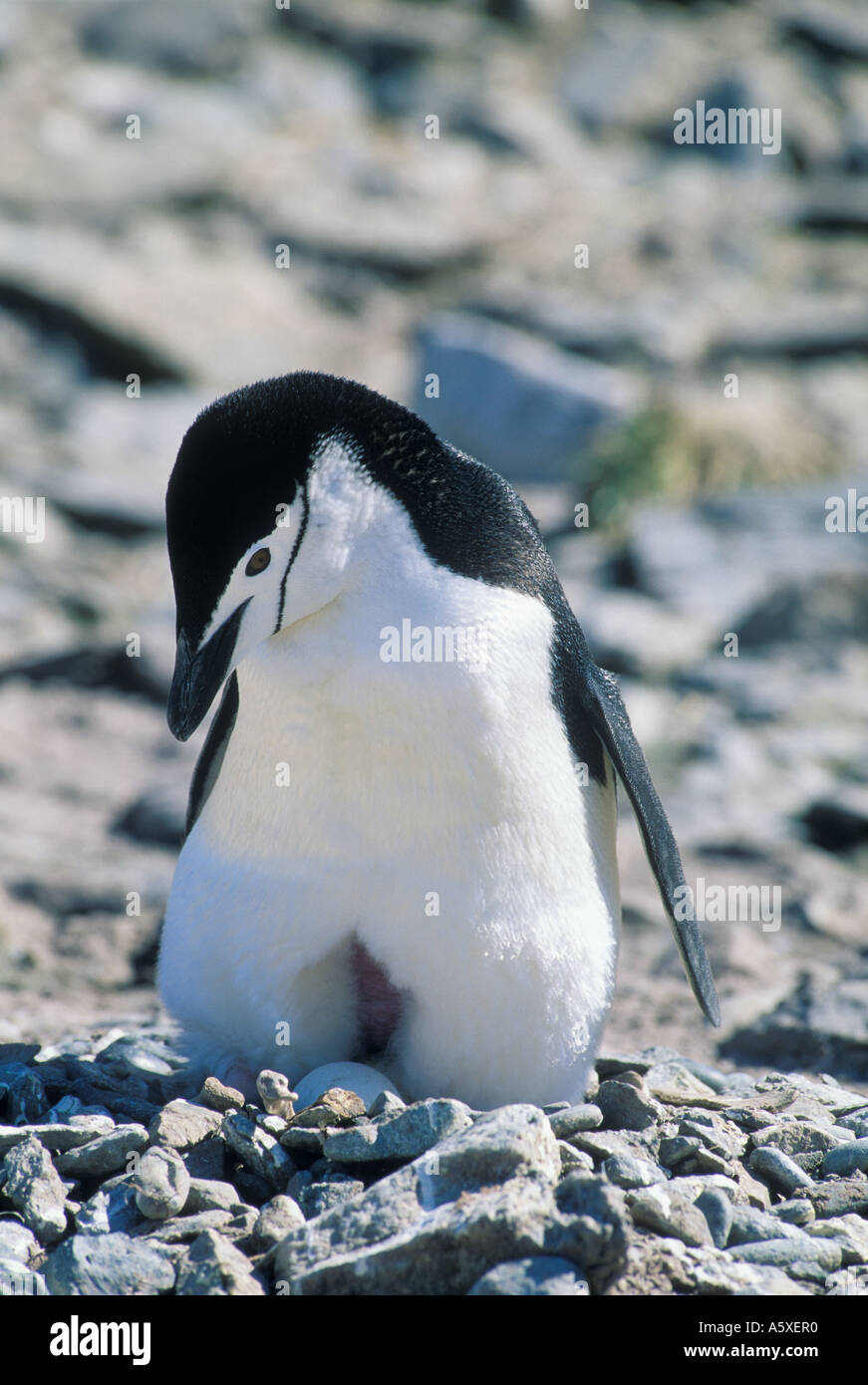 Penguin egg incubation hi-res stock photography and images - Alamy