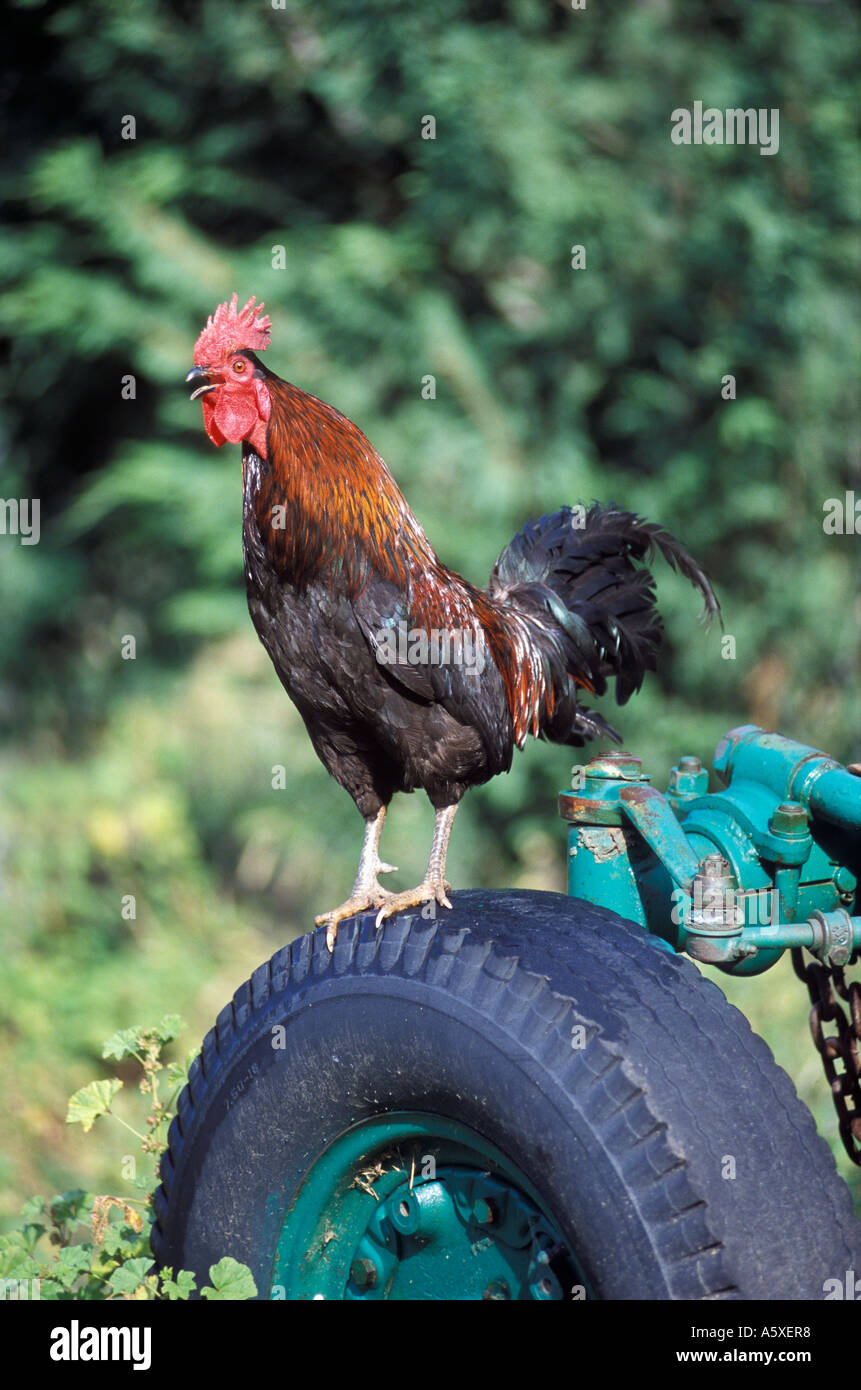 Old English Black Breasted Red Cockerel crowing California USA Stock ...