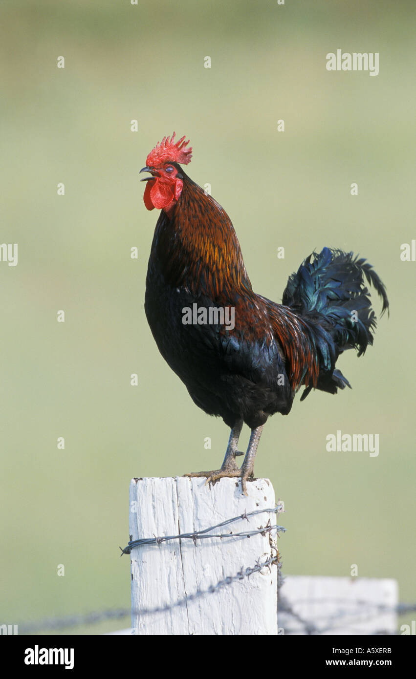 Old English Black breasted Red Cockerel crowing California USA Stock ...