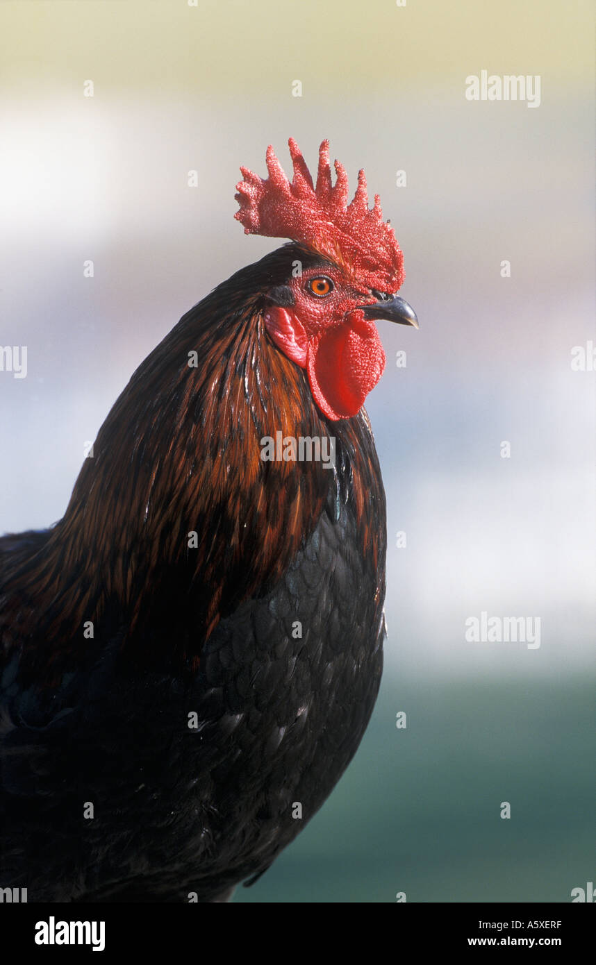 Old English Black breasted Red Cockerel California USA Stock Photo - Alamy