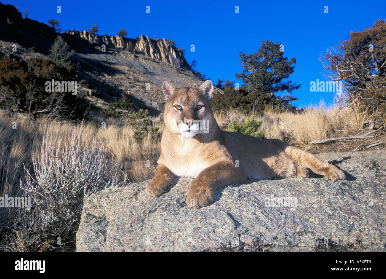 Mountain Lion USA Stock Photo - Alamy