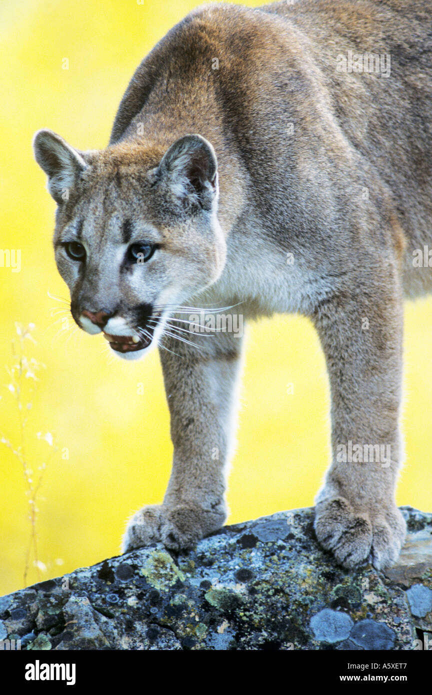 Mountain Lion USA Stock Photo - Alamy