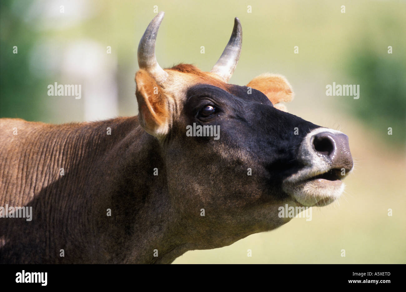 Cow California USA Stock Photo - Alamy