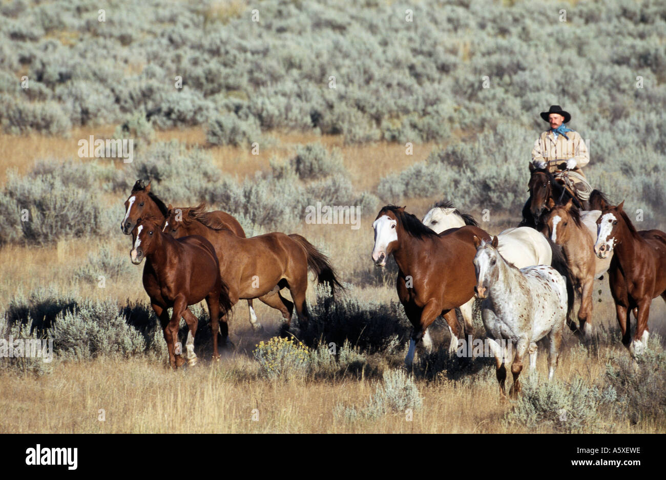 Cowboy rounding up horses Oregon USA Stock Photo - Alamy