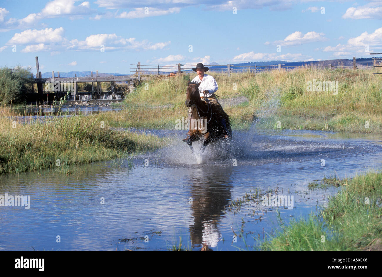 Cowboy riding through a River Oregon USA Stock Photo - Alamy