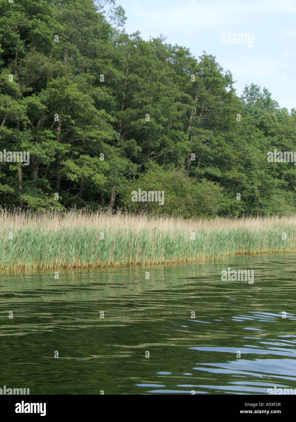 Reeds by water Stock Photo - Alamy