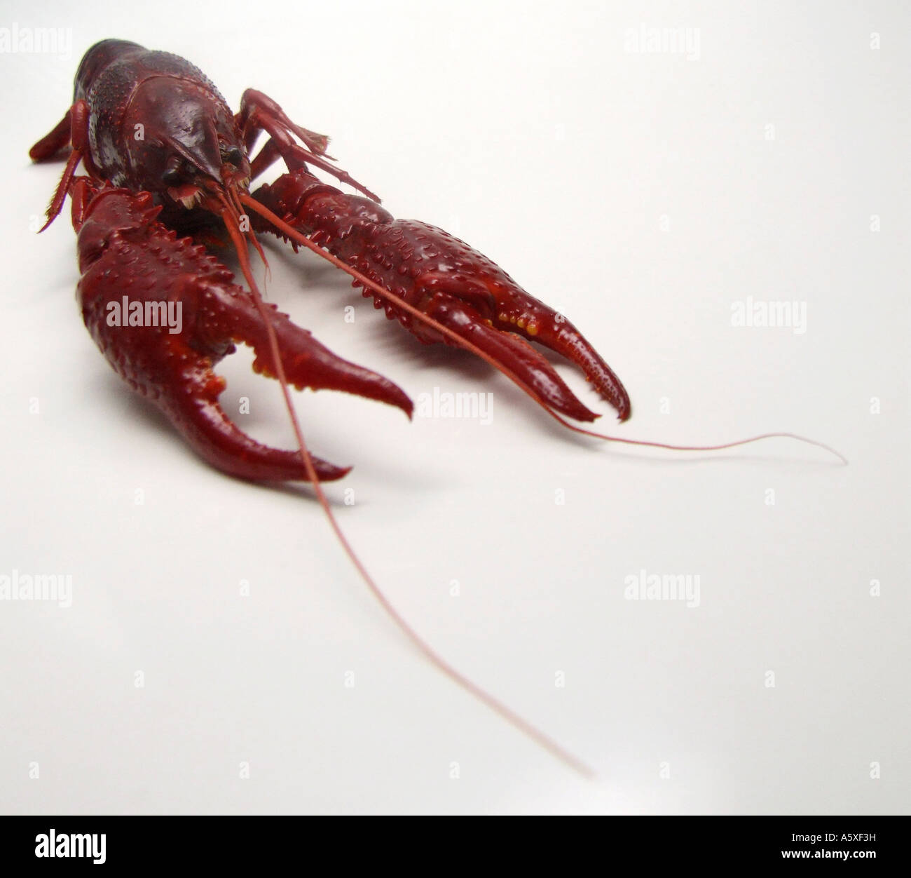 Krebsschere hi-res stock photography and images - Alamy