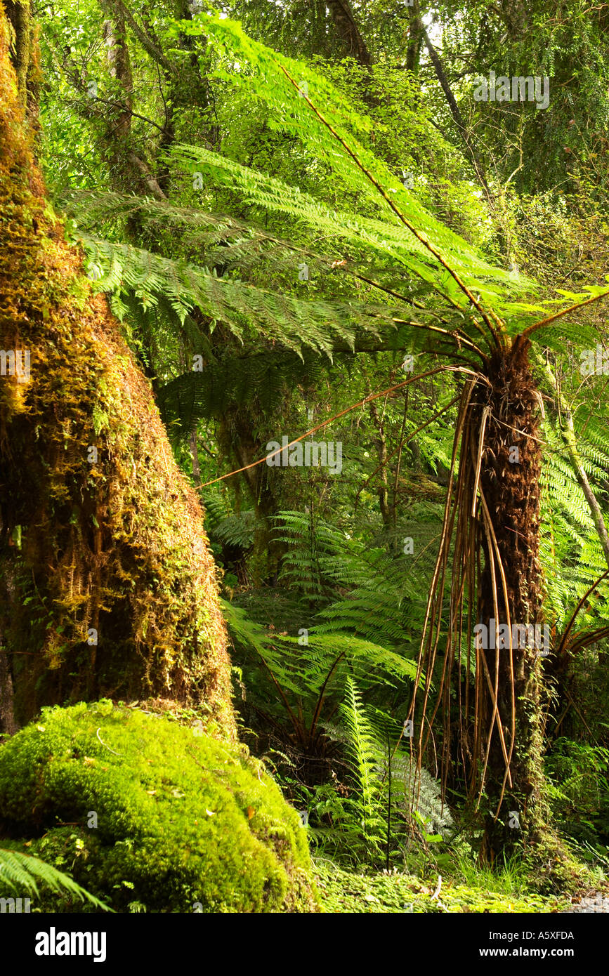 NEW ZEALAND Lake Moeraki Area Ponga fern on Munro Beach walk through ...
