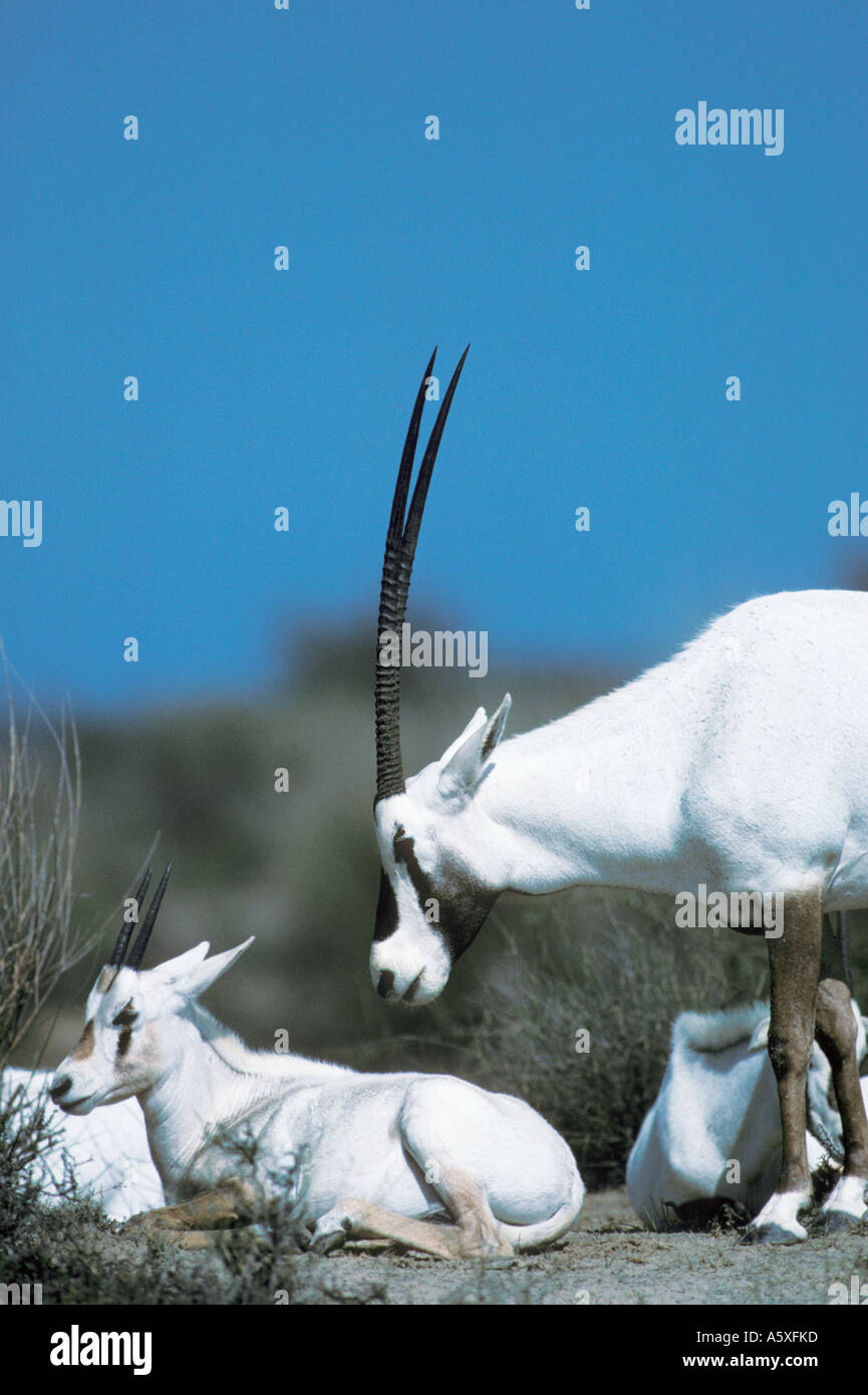 Female Arabian Oryx and young Bahrain Arabian Gulf Stock Photo - Alamy
