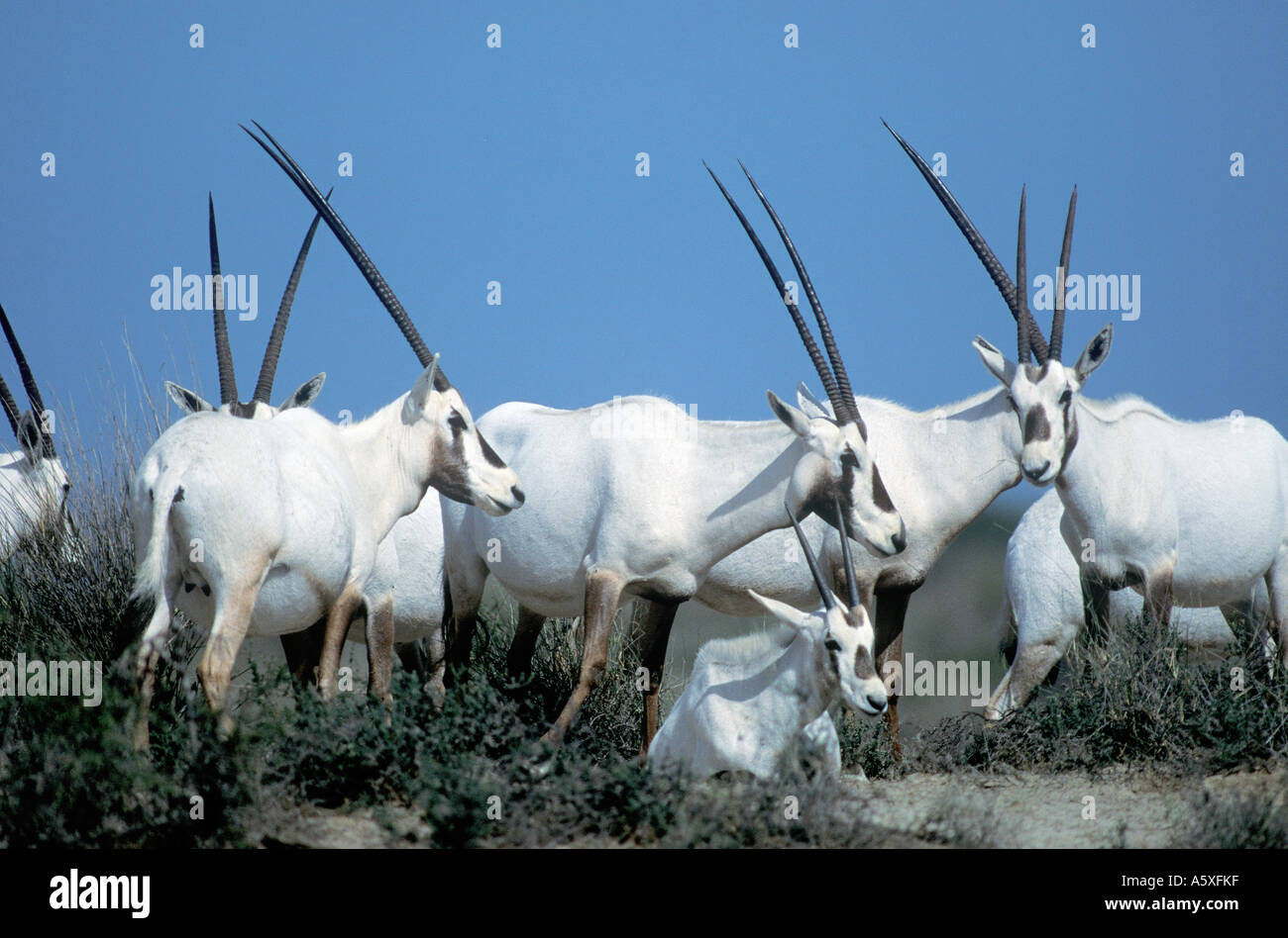 Herd of Arabian Oryx Bahrain Arabian Gulf Stock Photo - Alamy
