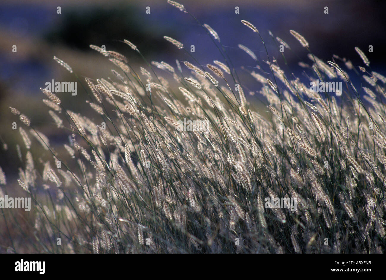 Delicate grasses hi-res stock photography and images - Alamy