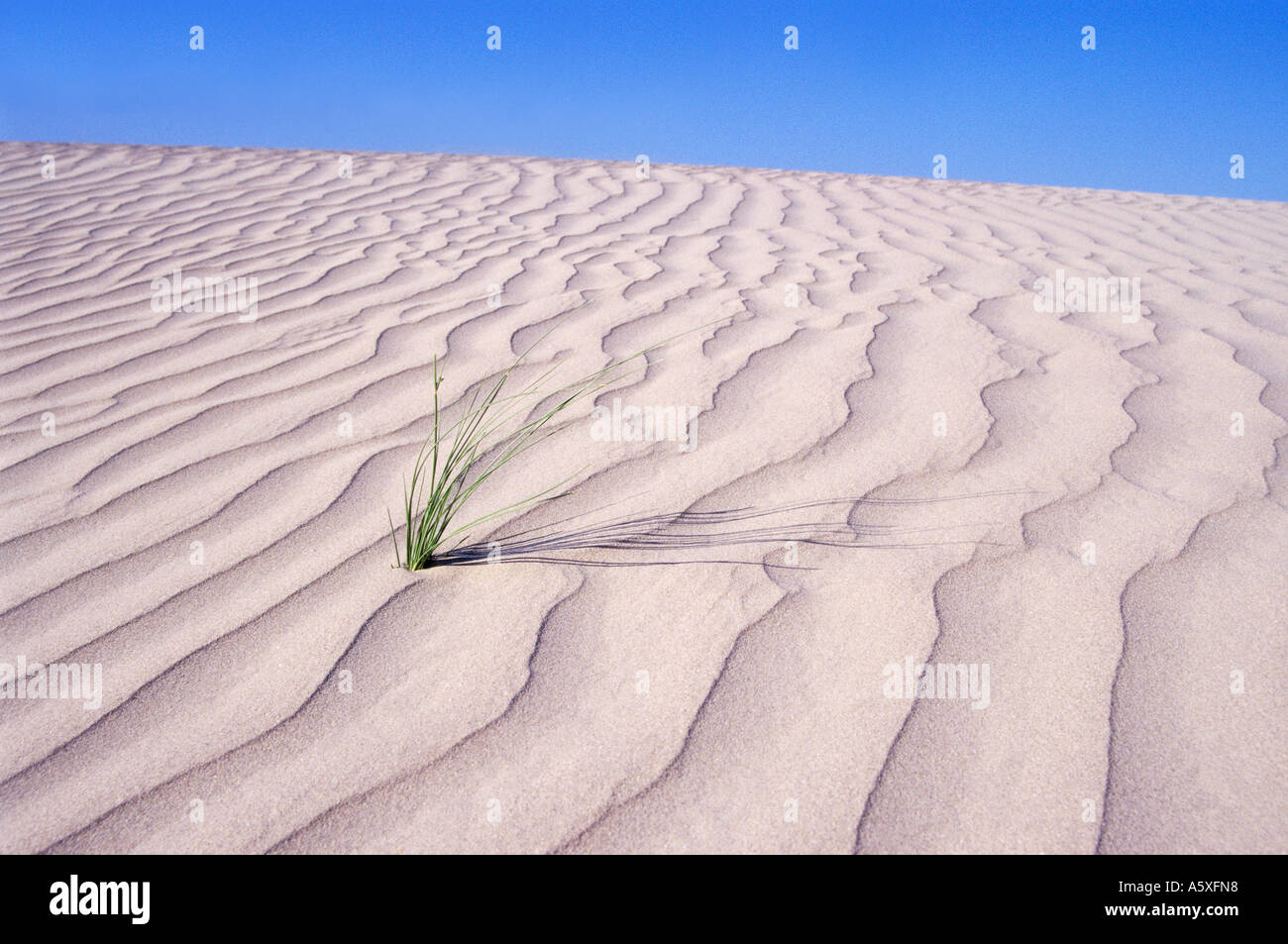 Desert Scene Bahrain Arabian Gulf Stock Photo - Alamy