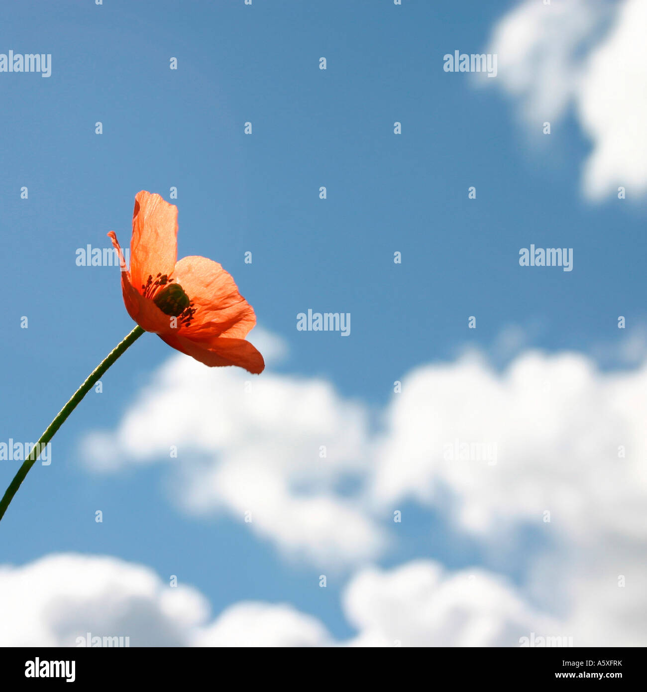 Single flower against sky close up low angle view Stock Photo - Alamy