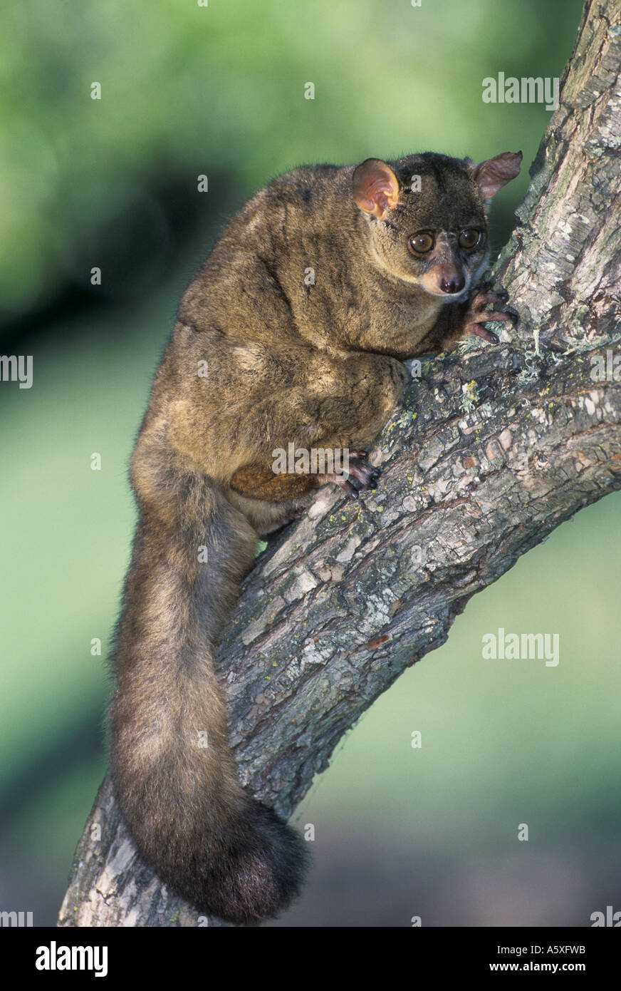 Galago eyes hi-res stock photography and images - Alamy