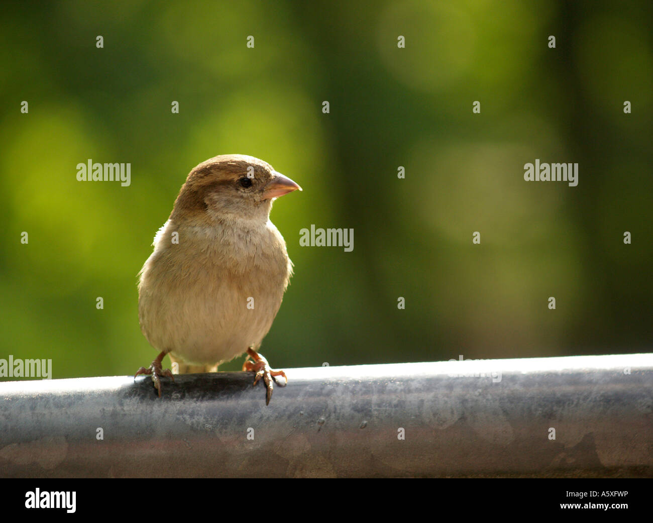 Female Sparrow close up Stock Photo - Alamy