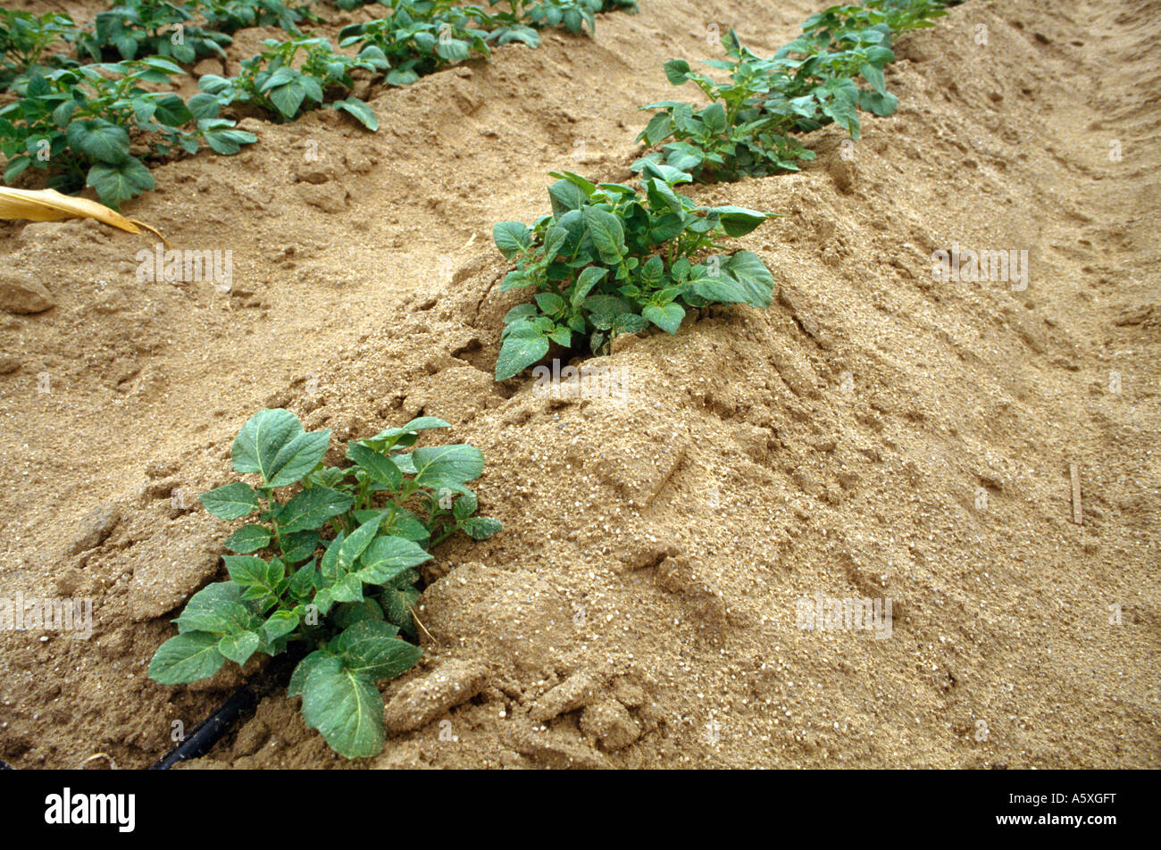 Kuwait agriculture hi-res stock photography and images - Alamy