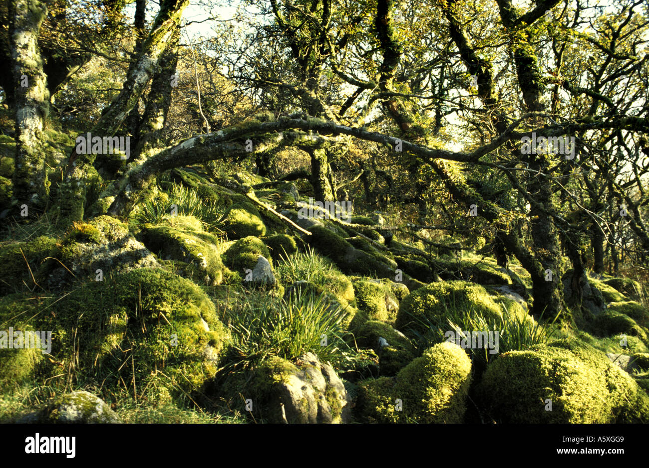 Ancients trees in Wistman s Wood National Nature Reserve Dartmoor ...