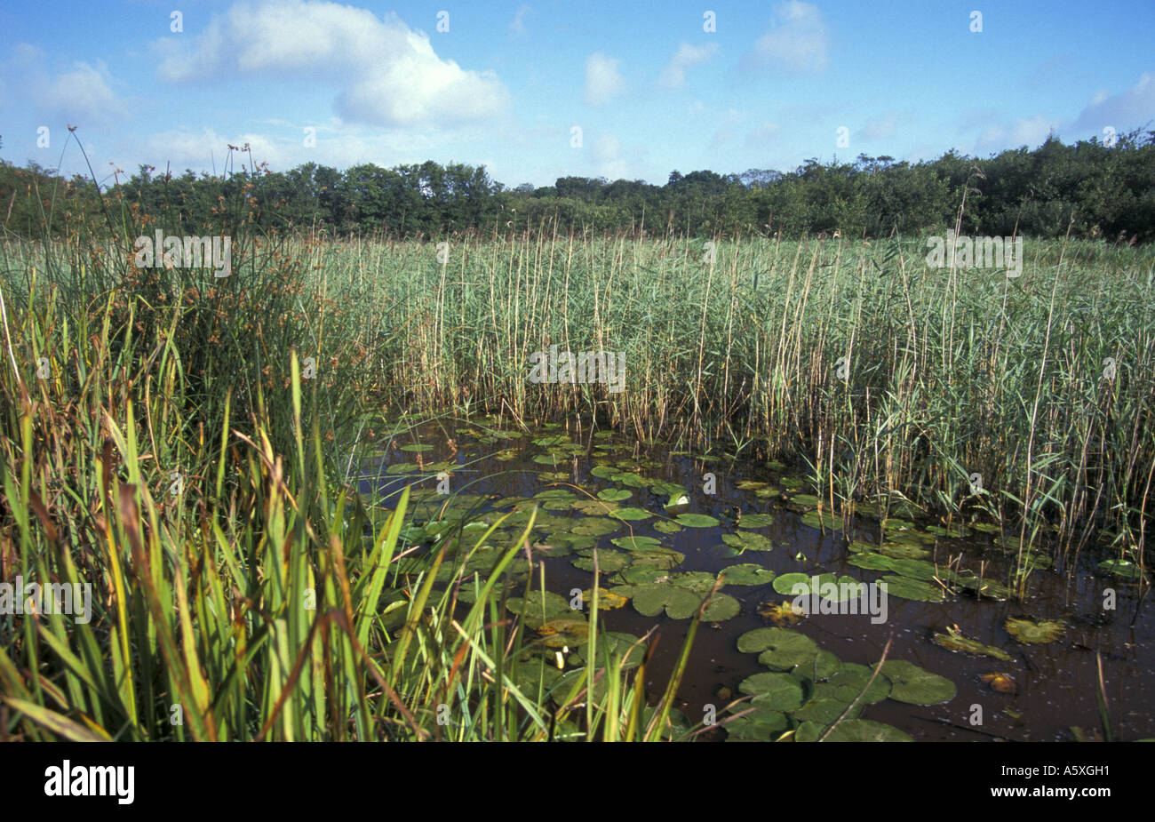 Mid yare national nature reserve hi-res stock photography and images ...