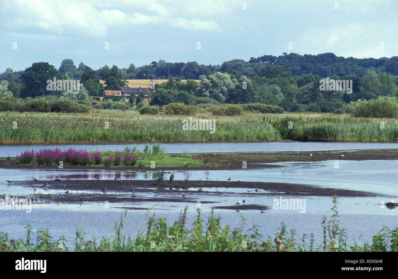 View across ponds and reed beds at Mid Yare National Nature Reserve ...
