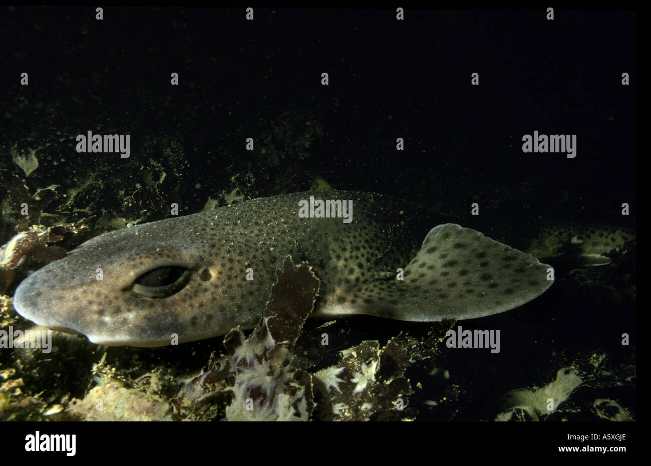Lesser spotted Dogfish Scyliorhinus canicula off West Wales coast Stock ...