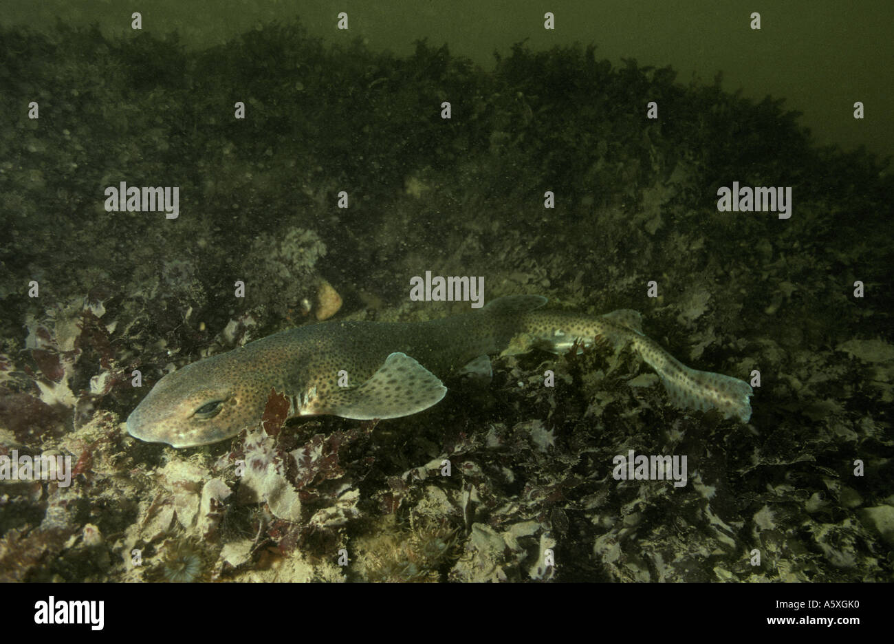 Lesser spotted Dogfish Scyliorhinus canicula off West Wales coast Stock ...