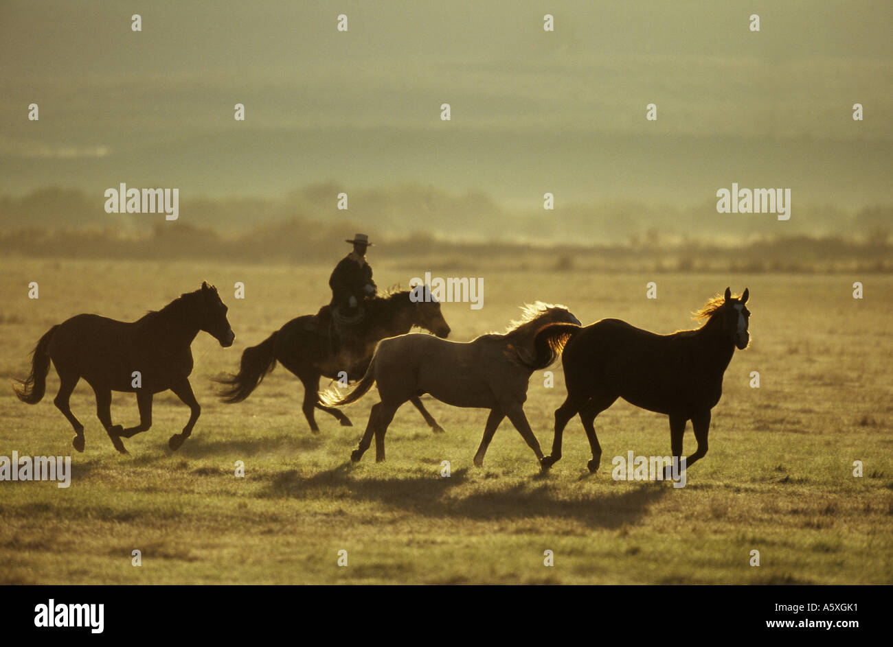 Cowboy rounding up horses hi-res stock photography and images - Alamy
