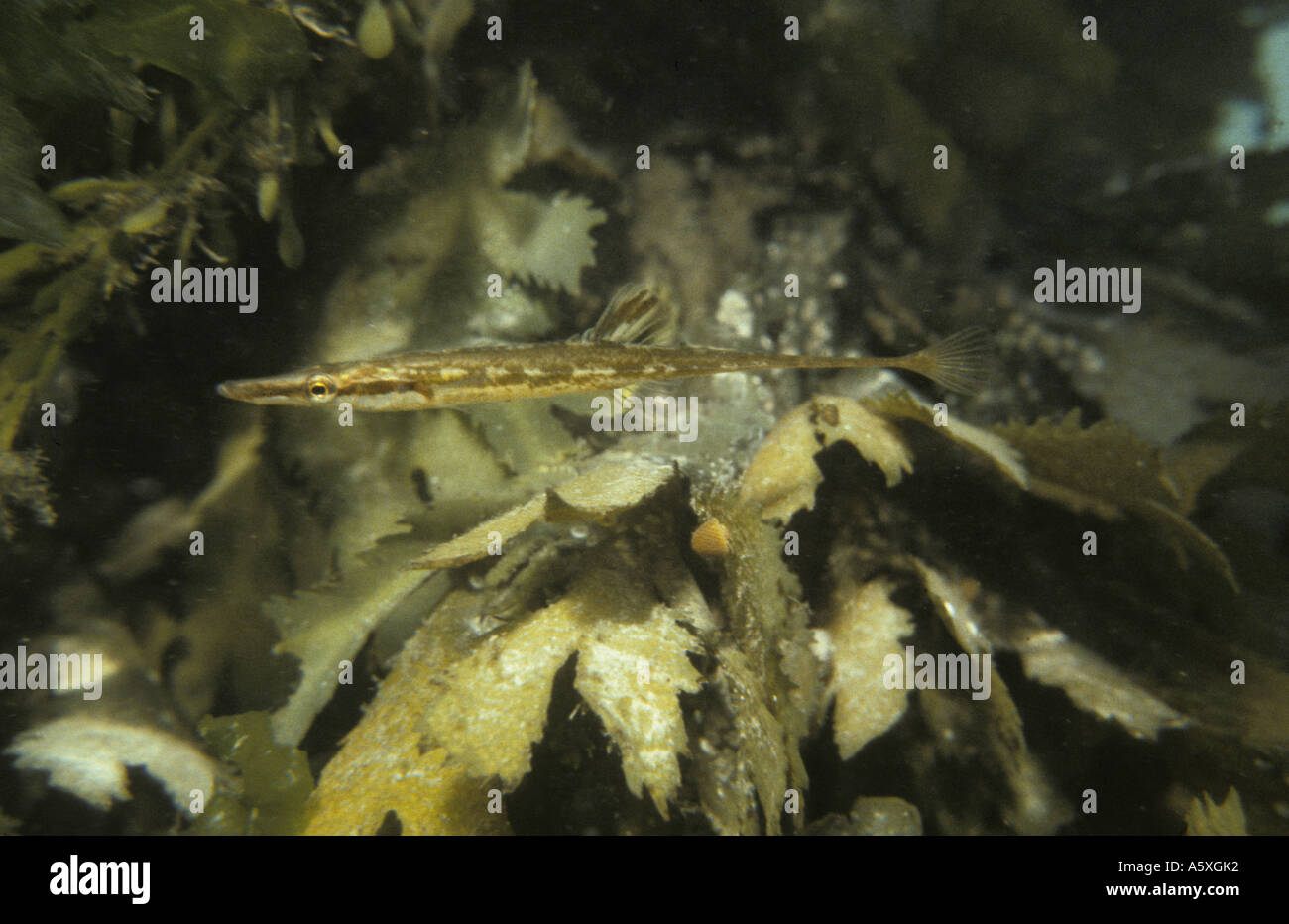 Fifteen spined stickleback in shallow water off the Scilly Isles ...