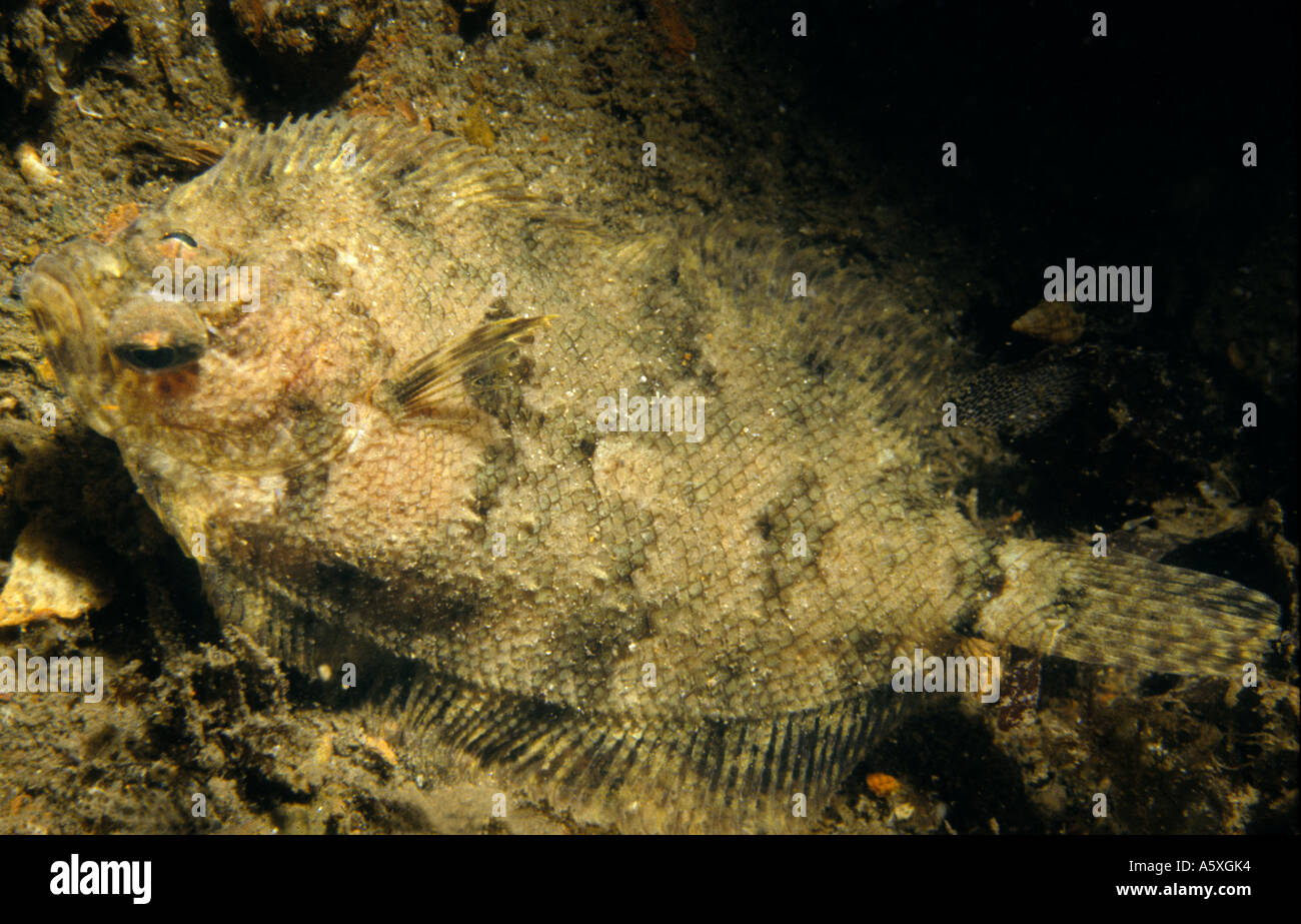 Flatfish on the sea bottom off South Devon in the English Channel Stock ...