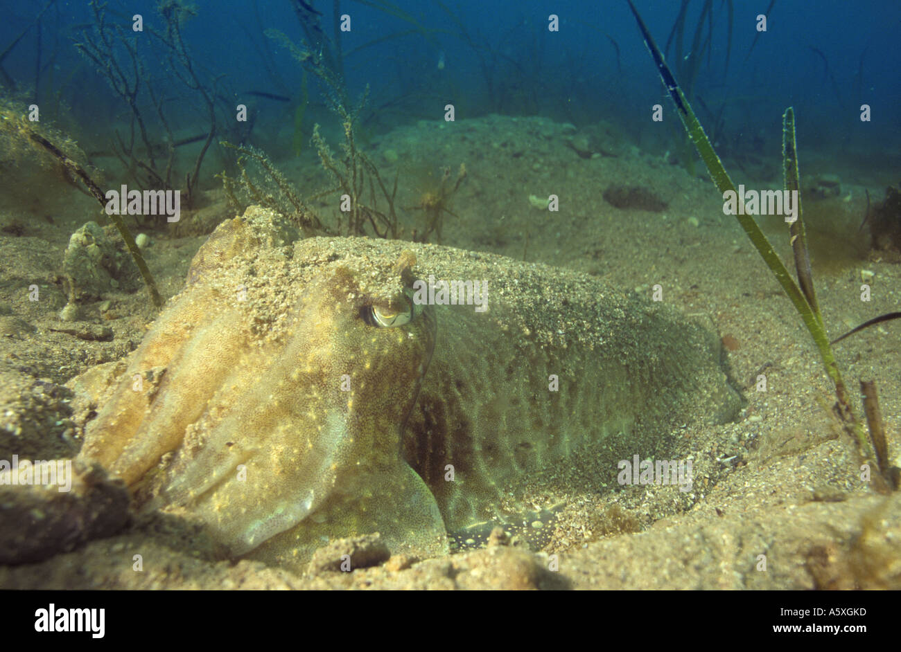 Cuttlefish uk hi-res stock photography and images - Alamy