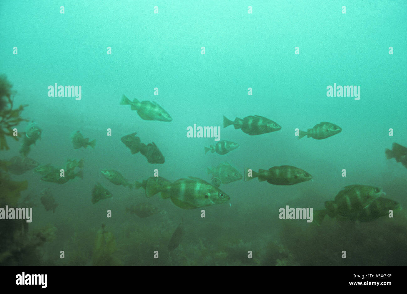 Shoal of Pout Whiting or Bib Trisopterus minutus off the south Devon ...