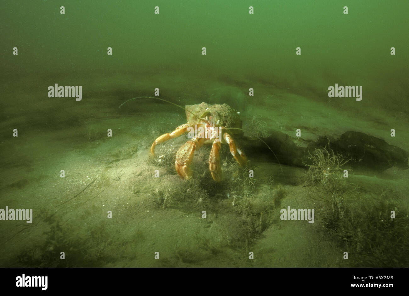 English channel crab hi-res stock photography and images - Alamy