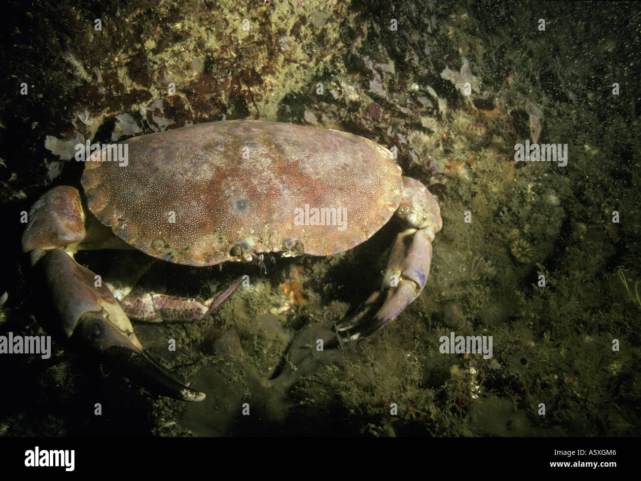 Devon fish species hi-res stock photography and images - Alamy