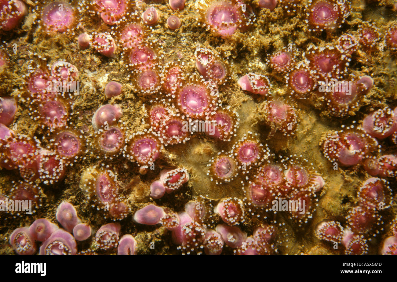 Jewel Anemone Corynactis viridis off the south coast of england Stock ...