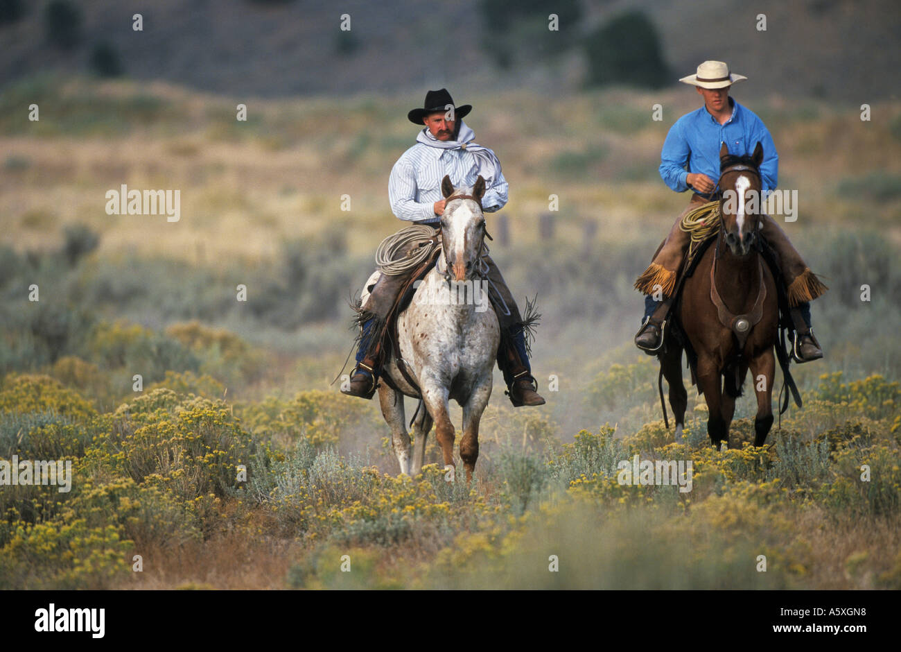 Two Cowboys Riding Horses High Resolution Stock Photography and Images ...