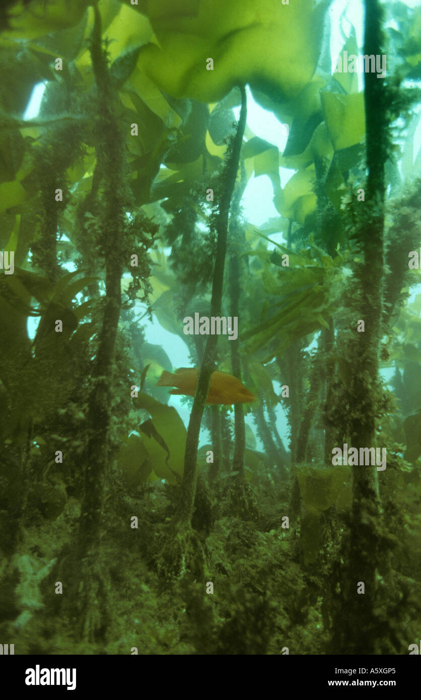 Devon fish species hi-res stock photography and images - Alamy