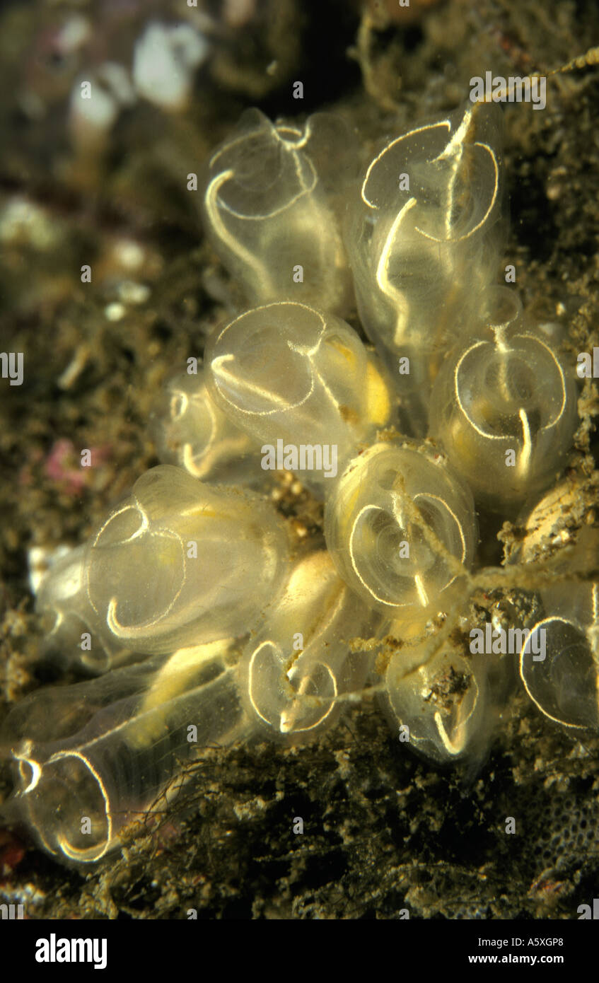 Tunicate bulb hi-res stock photography and images - Alamy