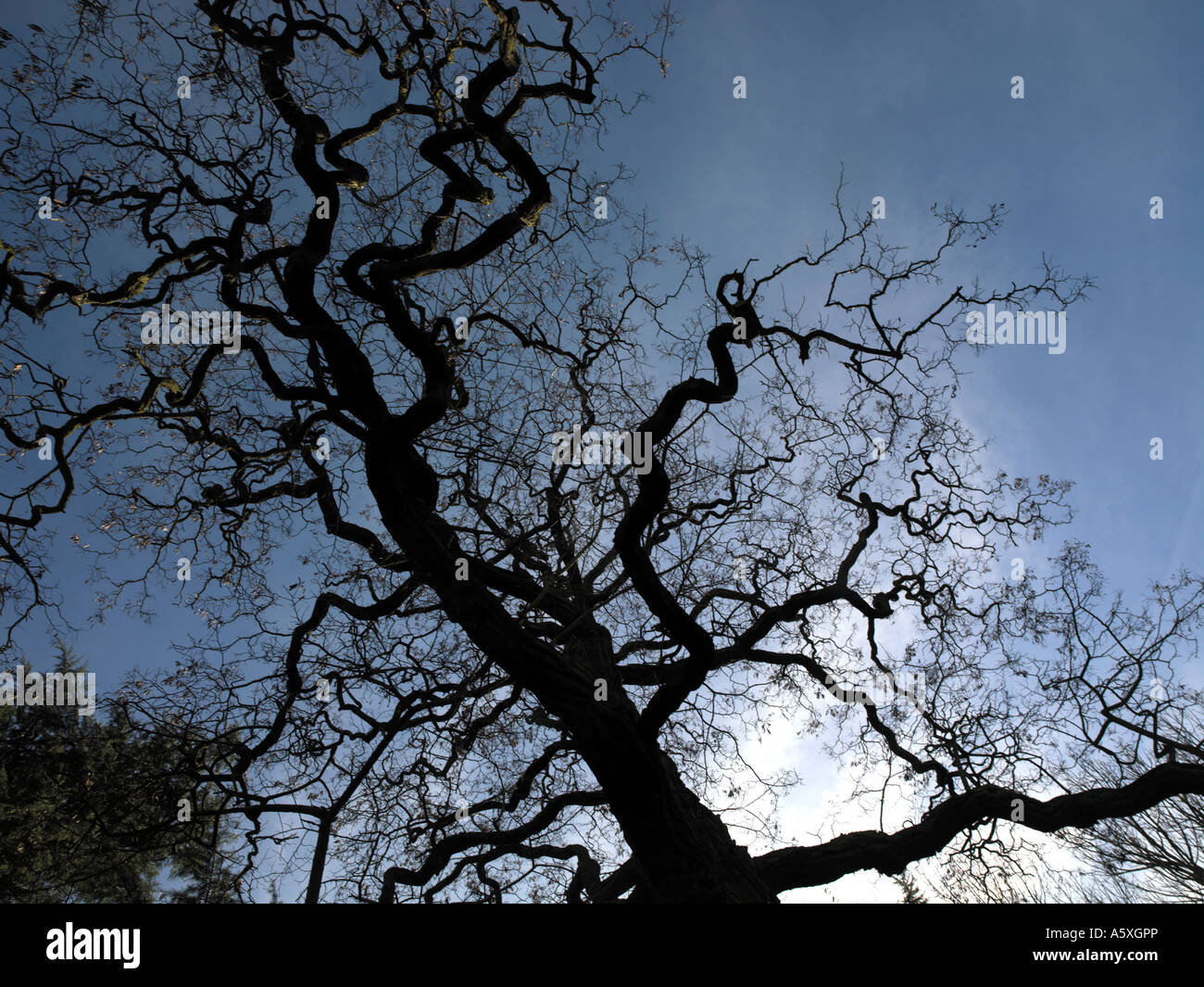 Branches of Tree Stock Photo - Alamy