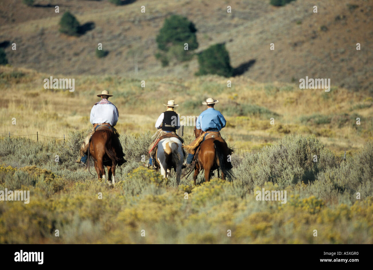 Three Cowboys riding in the Countryside Oregon USA. Rear view Stock ...