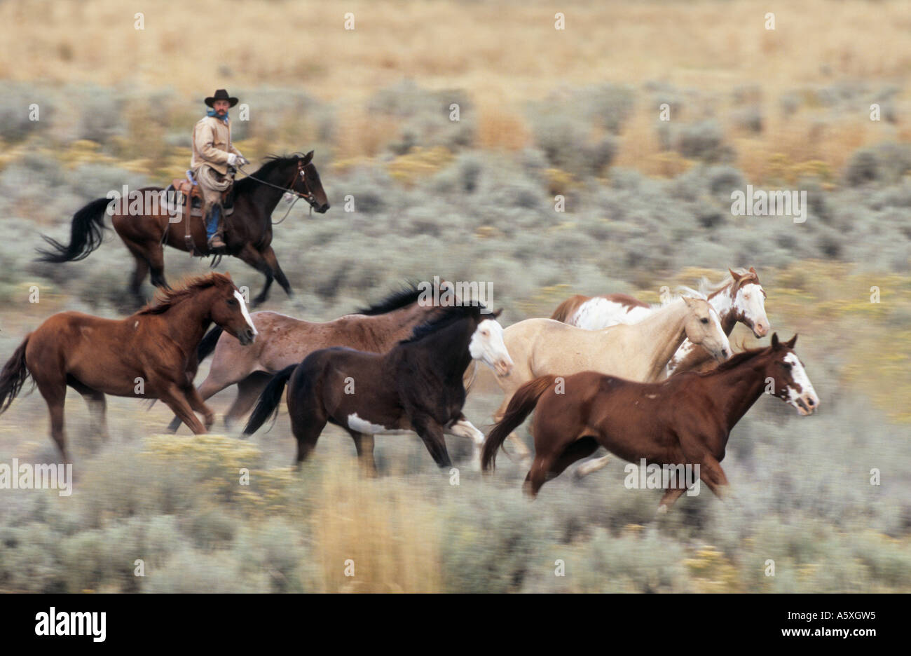 Cowboy rounding up horses Oregon USA Stock Photo - Alamy