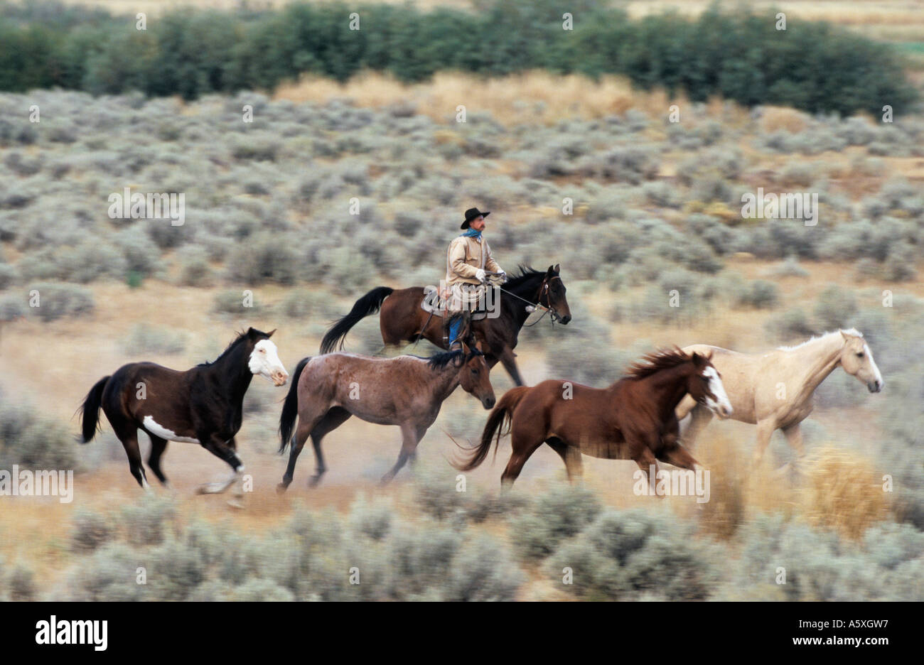 Cowboys rounding up horses hi-res stock photography and images - Alamy