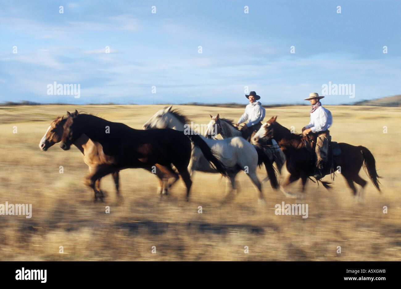 Cowboy Rounding Up Horses High Resolution Stock Photography and Images ...