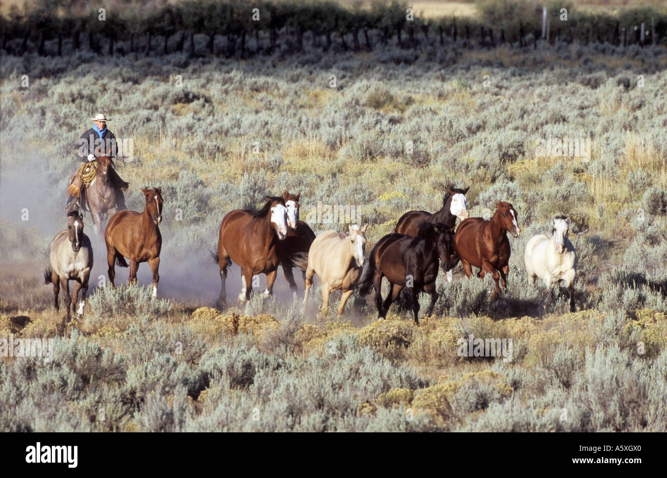 Cowboy rounding up Horses Oregon USA Stock Photo - Alamy