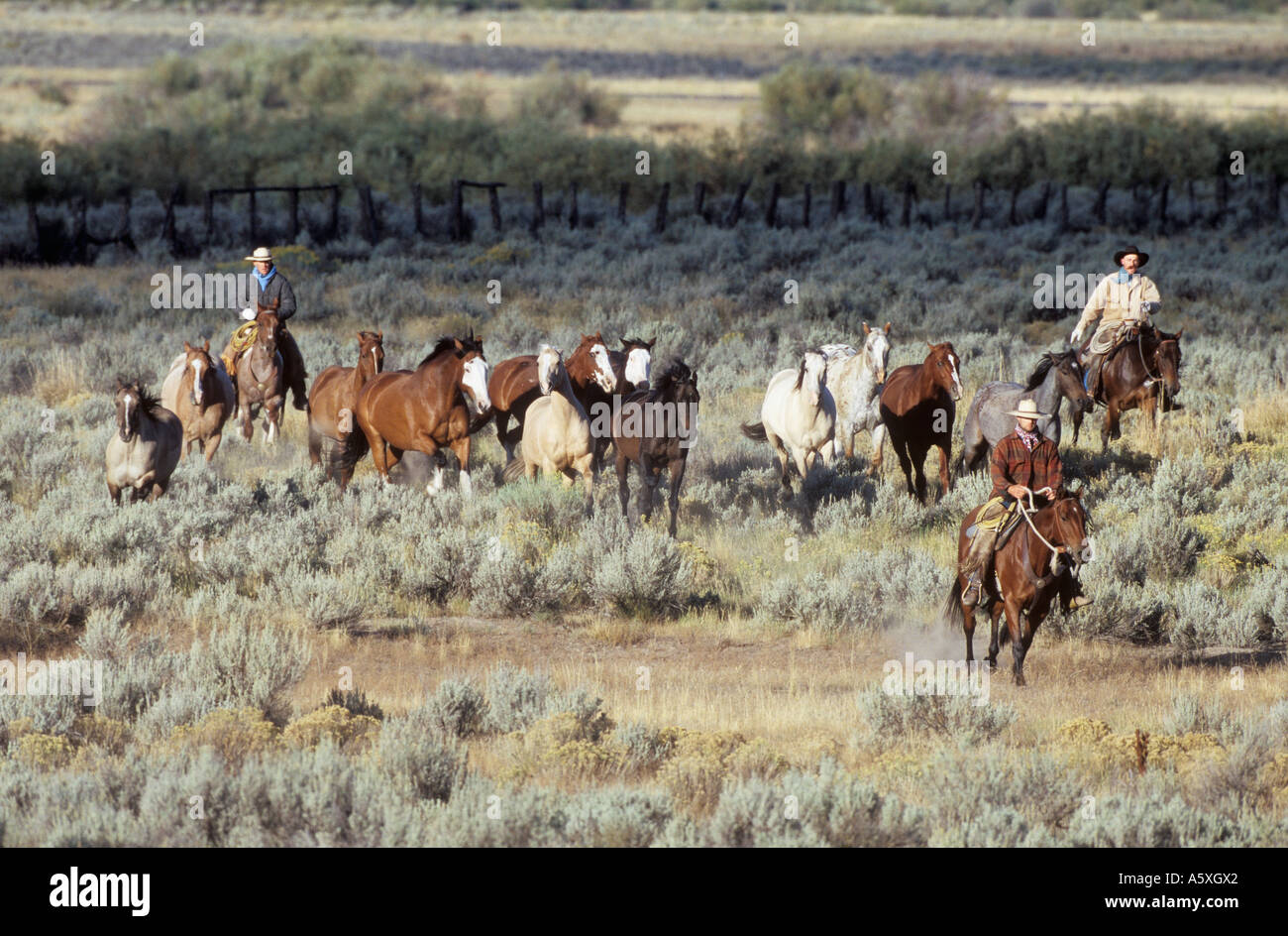 Cowboys rounding up Horses Oregon USA Stock Photo - Alamy