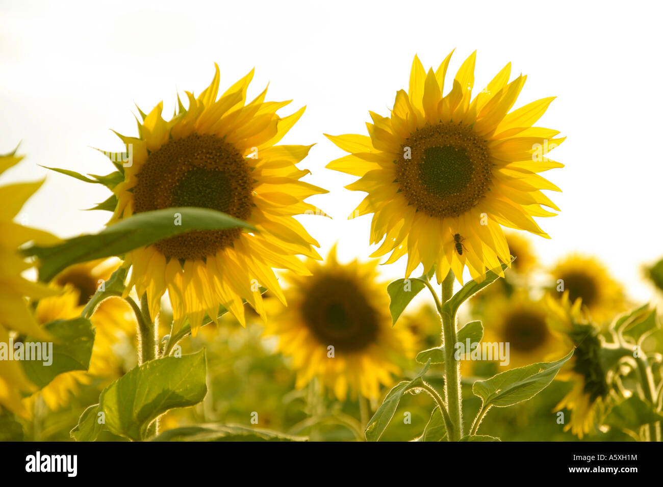Sunflower field low angle view Stock Photo - Alamy