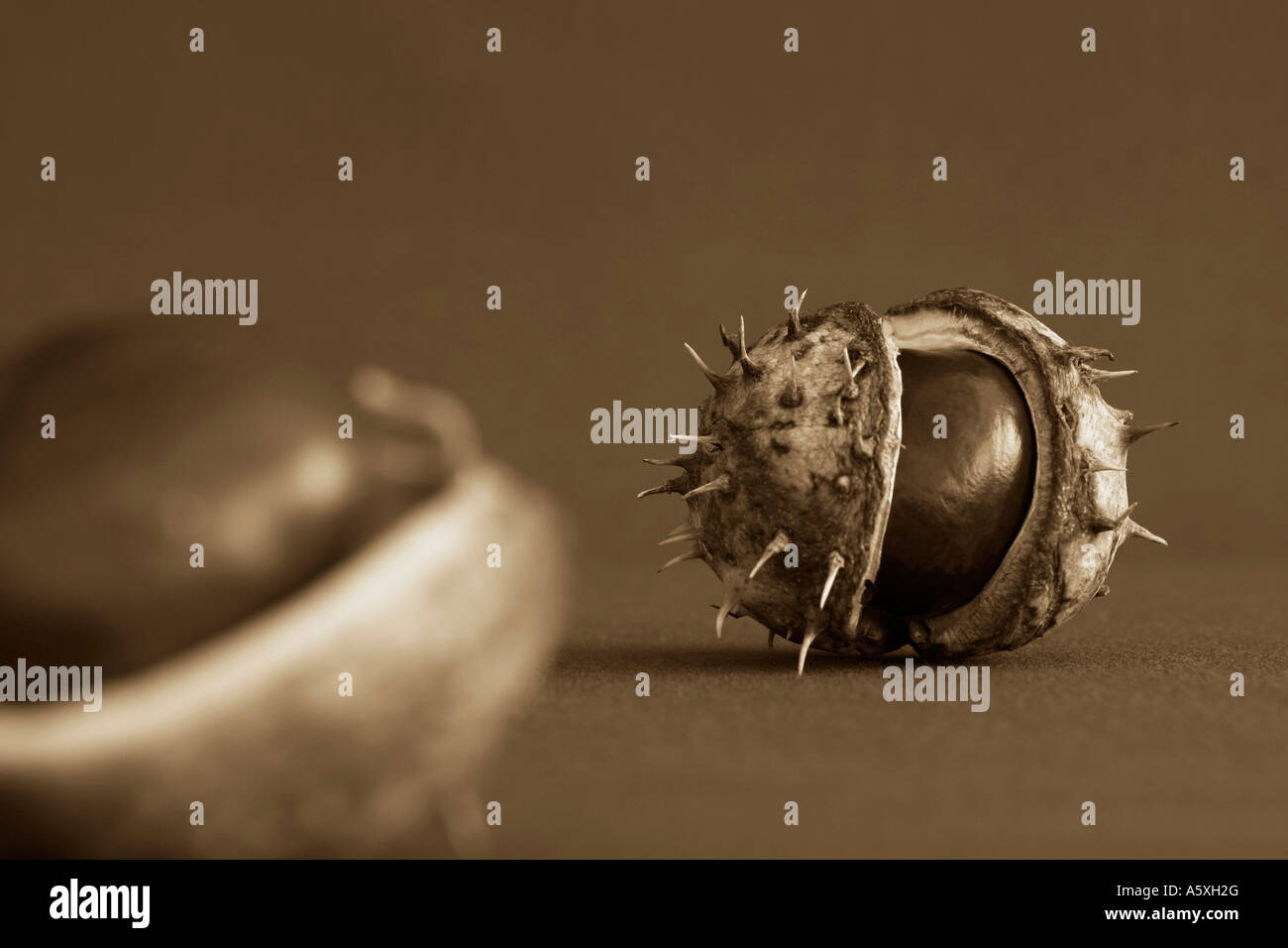 Spiked nuts hi-res stock photography and images - Alamy