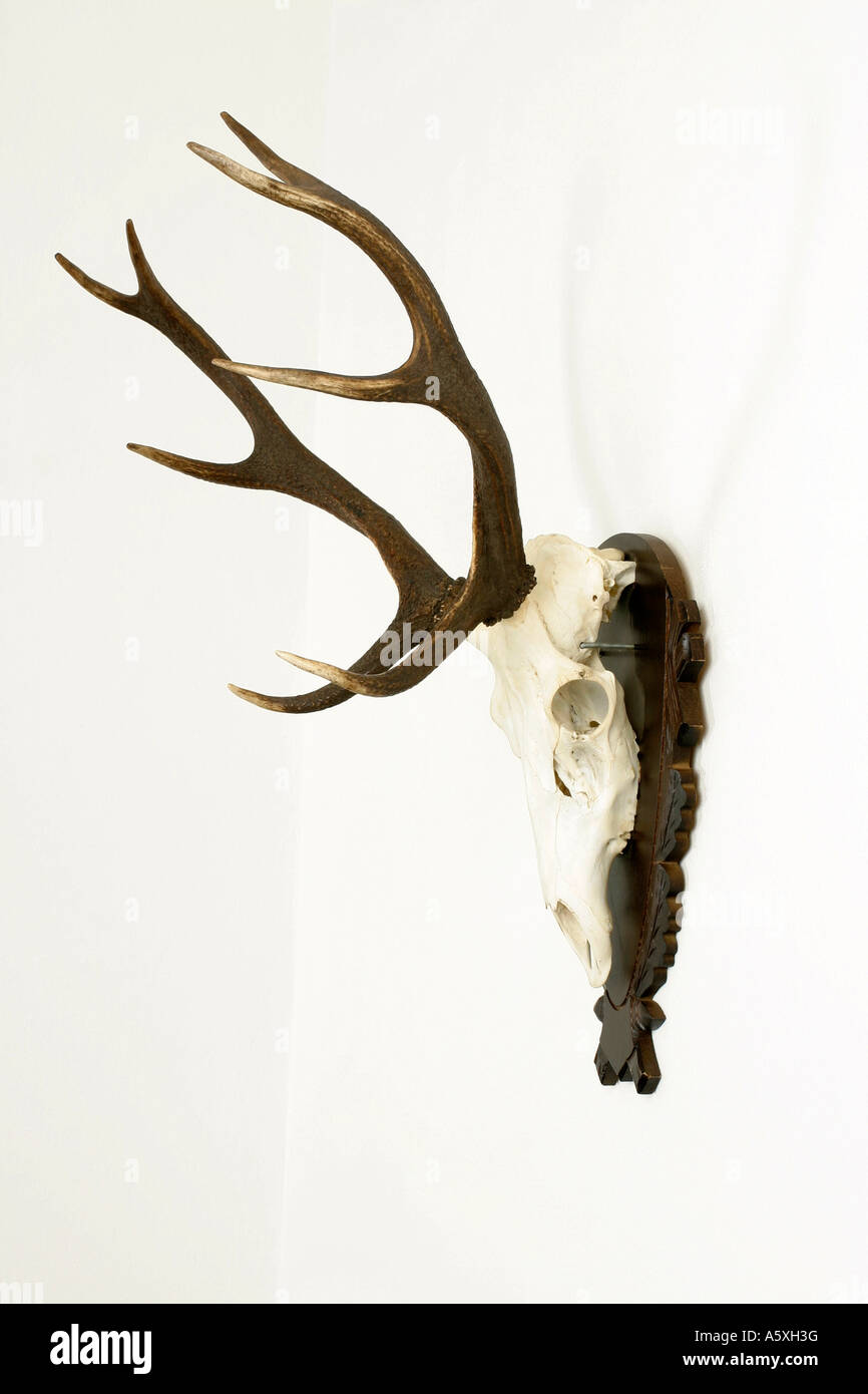 Antlers of a stag against white background close up Stock Photo - Alamy