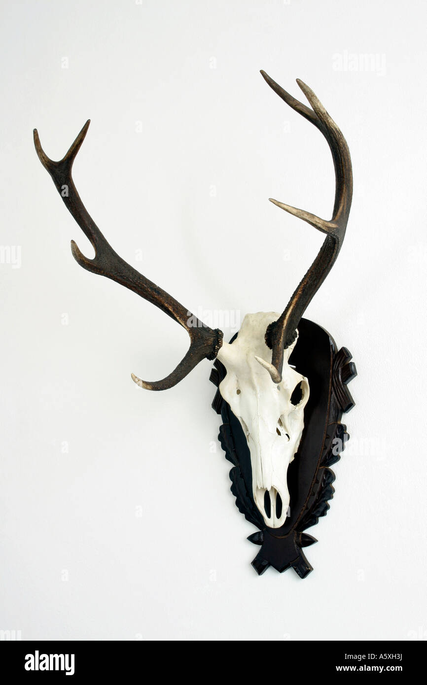Antlers of a stag against white background close up Stock Photo - Alamy