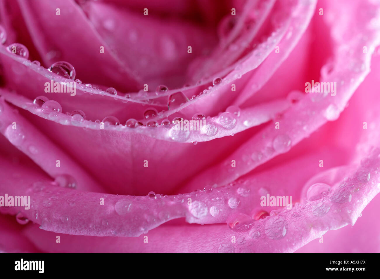 Water droplets on rose flower close up full frame Stock Photo - Alamy