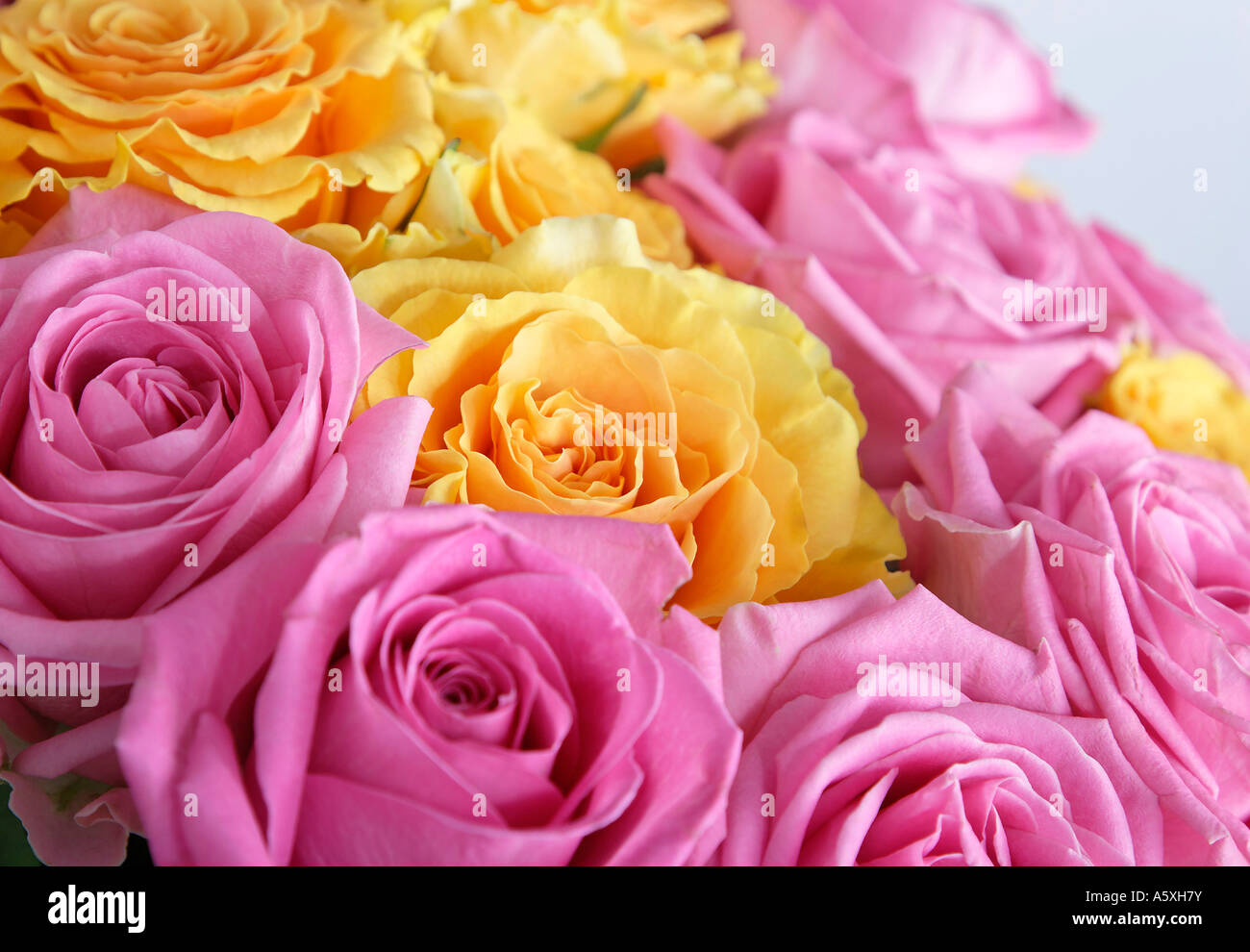 Bunch of rose flowers close up Stock Photo - Alamy