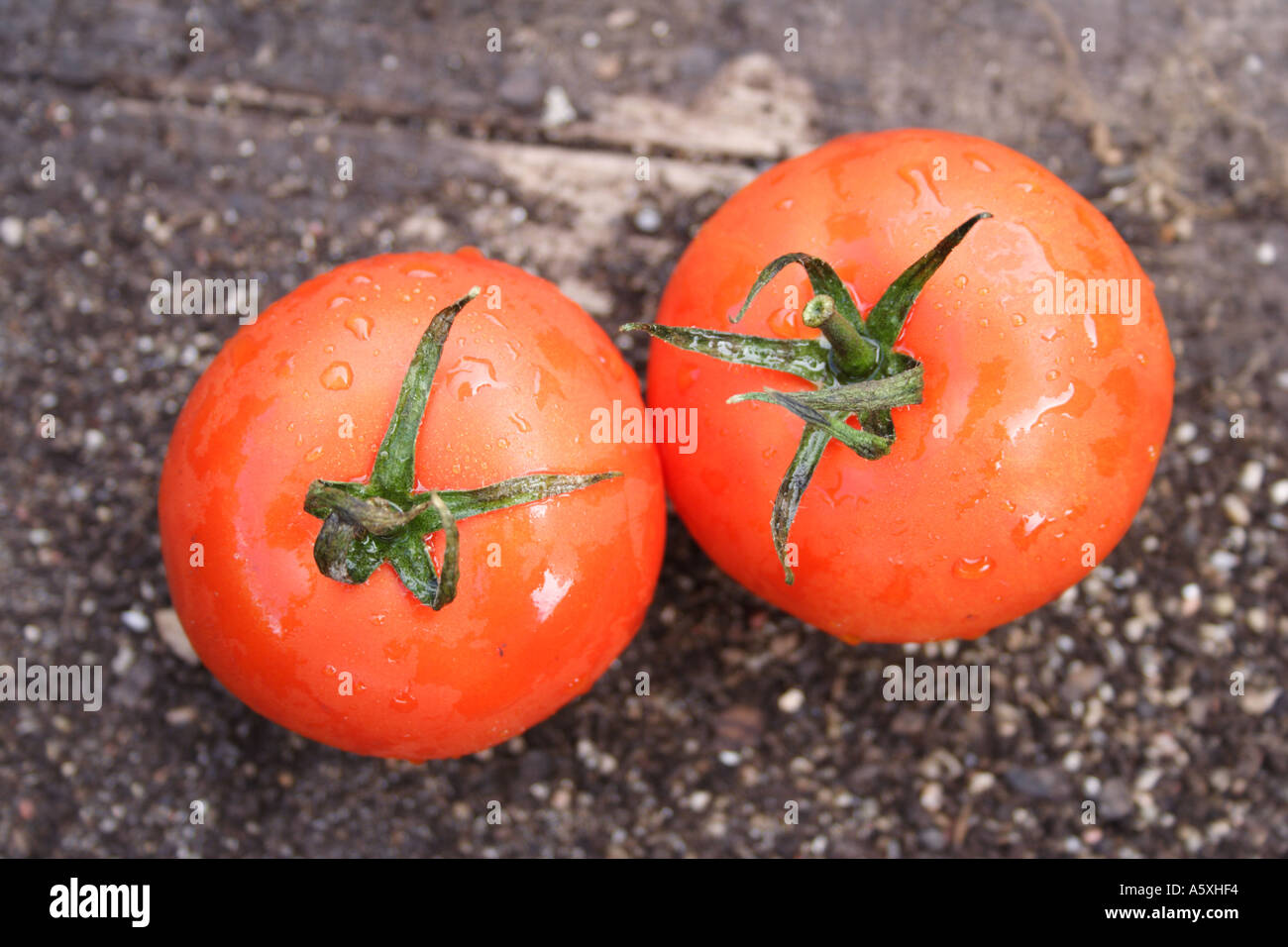 A BUNCH OF BEAUTIFUL RED TOMATOES Stock Photo - Alamy